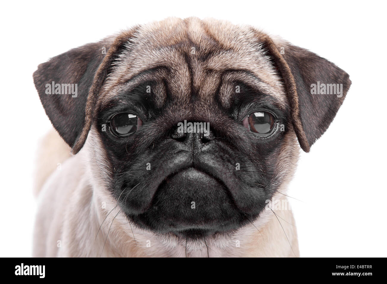 Sad look pug hi-res stock photography and images - Alamy