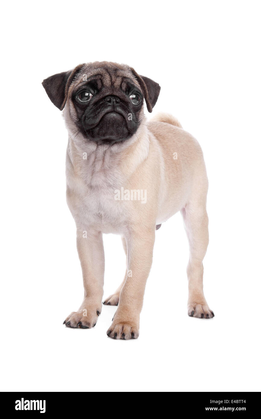 Sad pug hi-res stock photography and images - Alamy