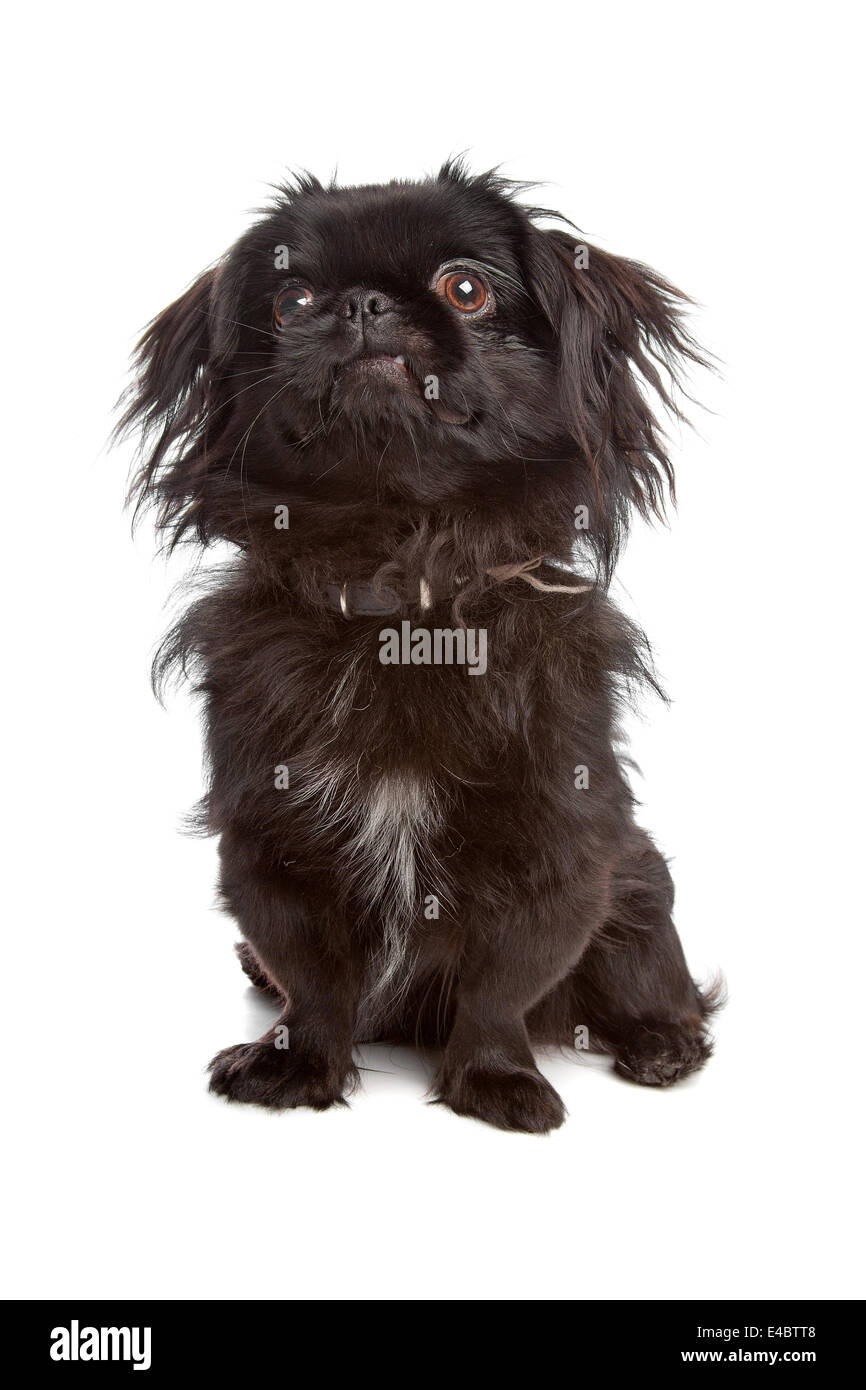 Dog japanese chin japanese spaniel hi-res stock photography and images ...