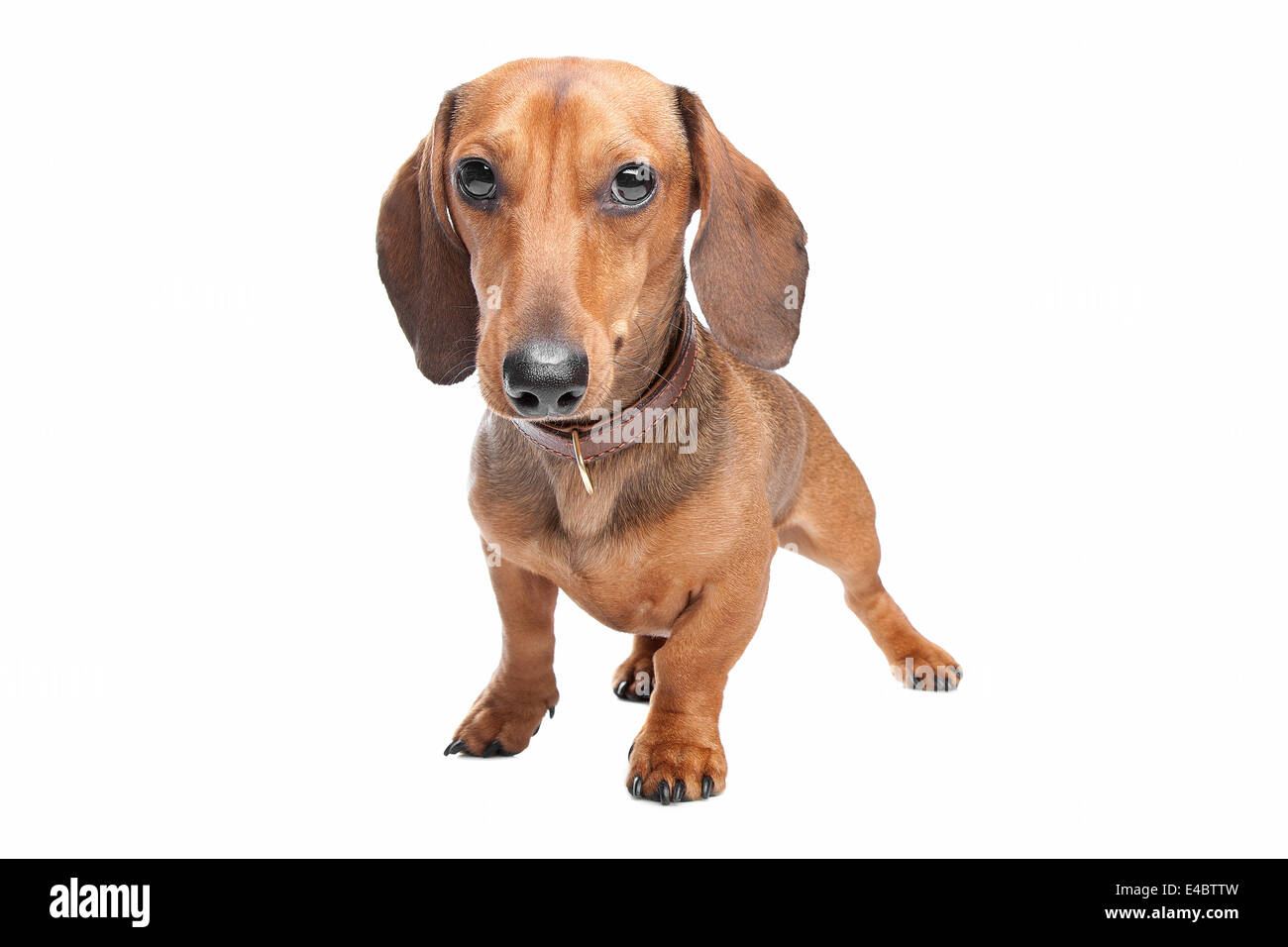 Worshond High Resolution Stock Photography and Images - Alamy