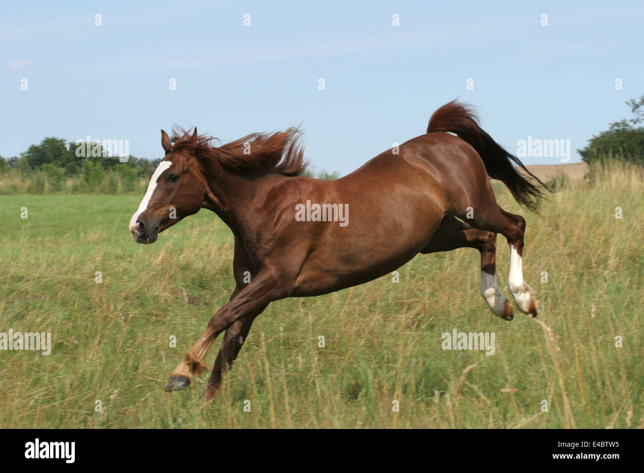 Horse leaping hi-res stock photography and images - Alamy