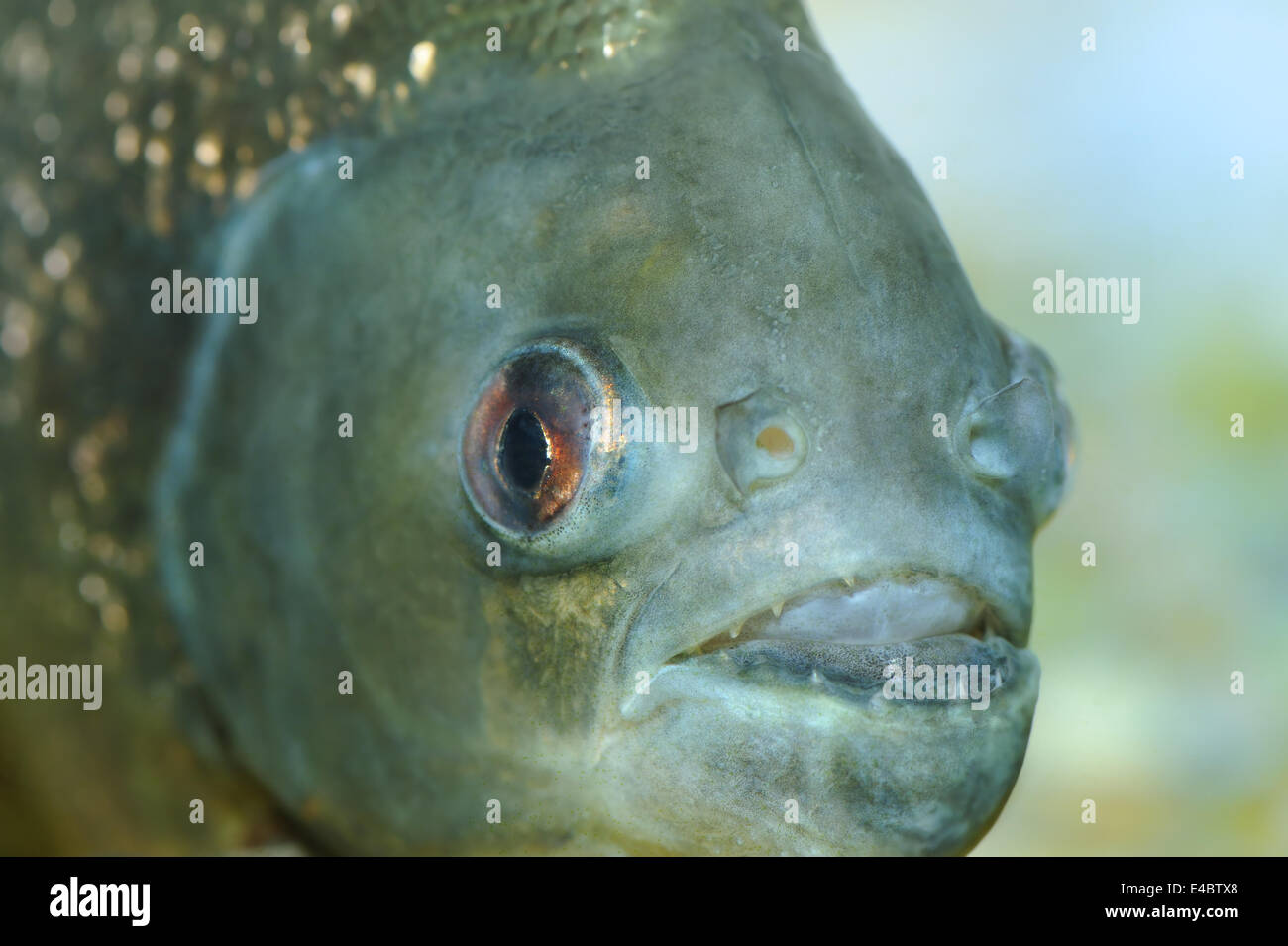 Piranha fishes hi-res stock photography and images - Alamy