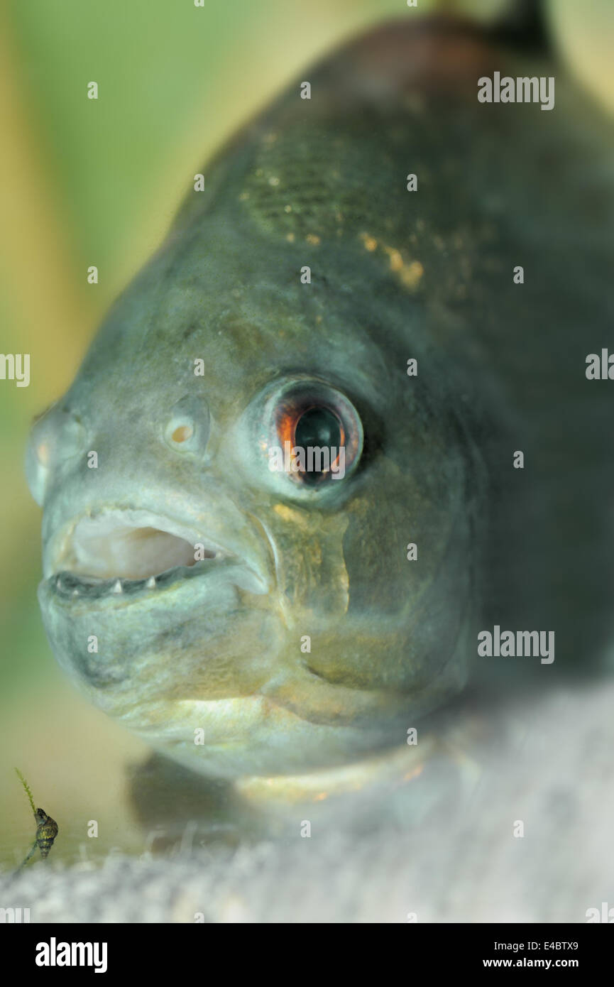 Piranha teeth hi-res stock photography and images - Alamy