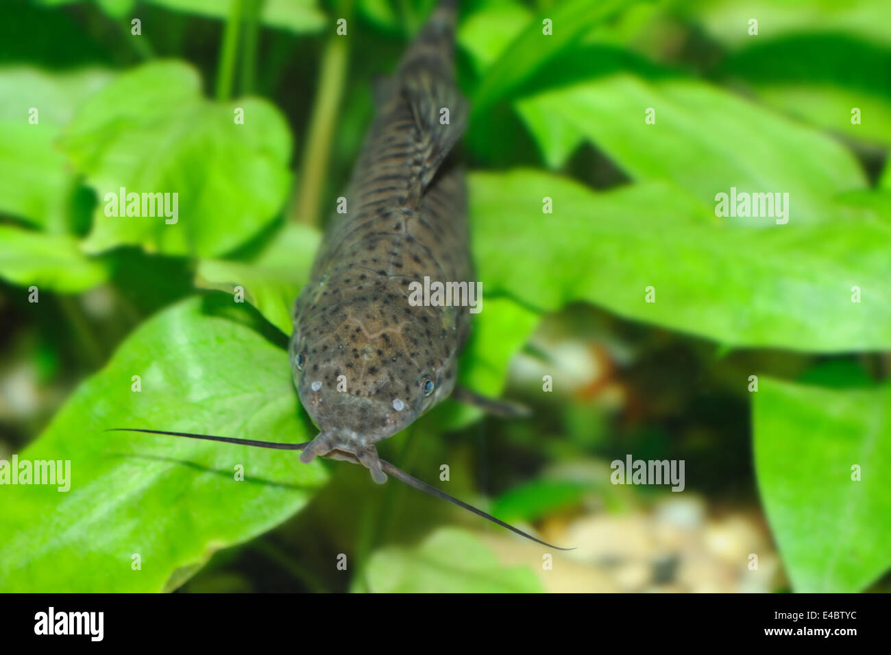 Catfish mouth hi-res stock photography and images - Alamy