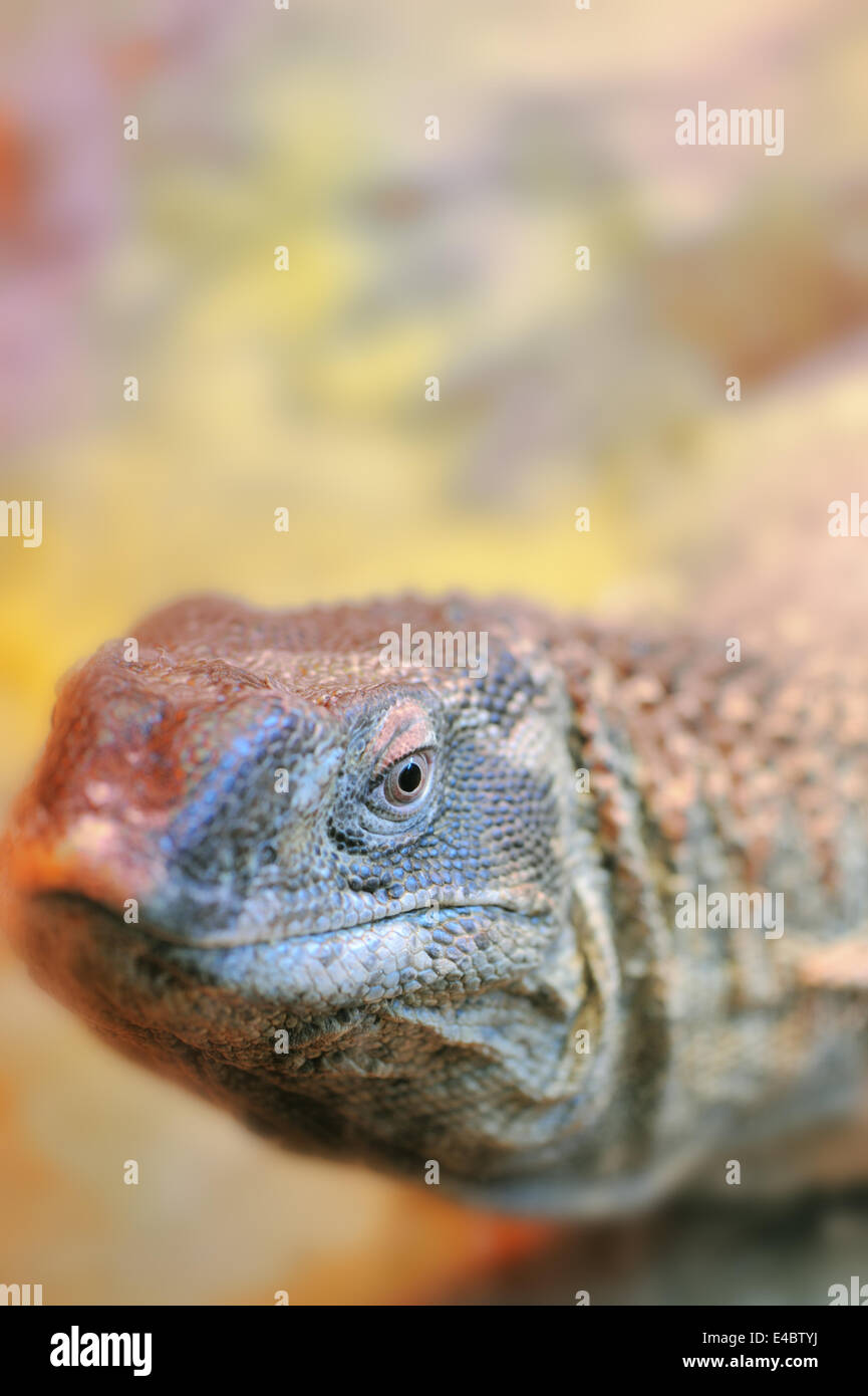 Varan hi-res stock photography and images - Alamy