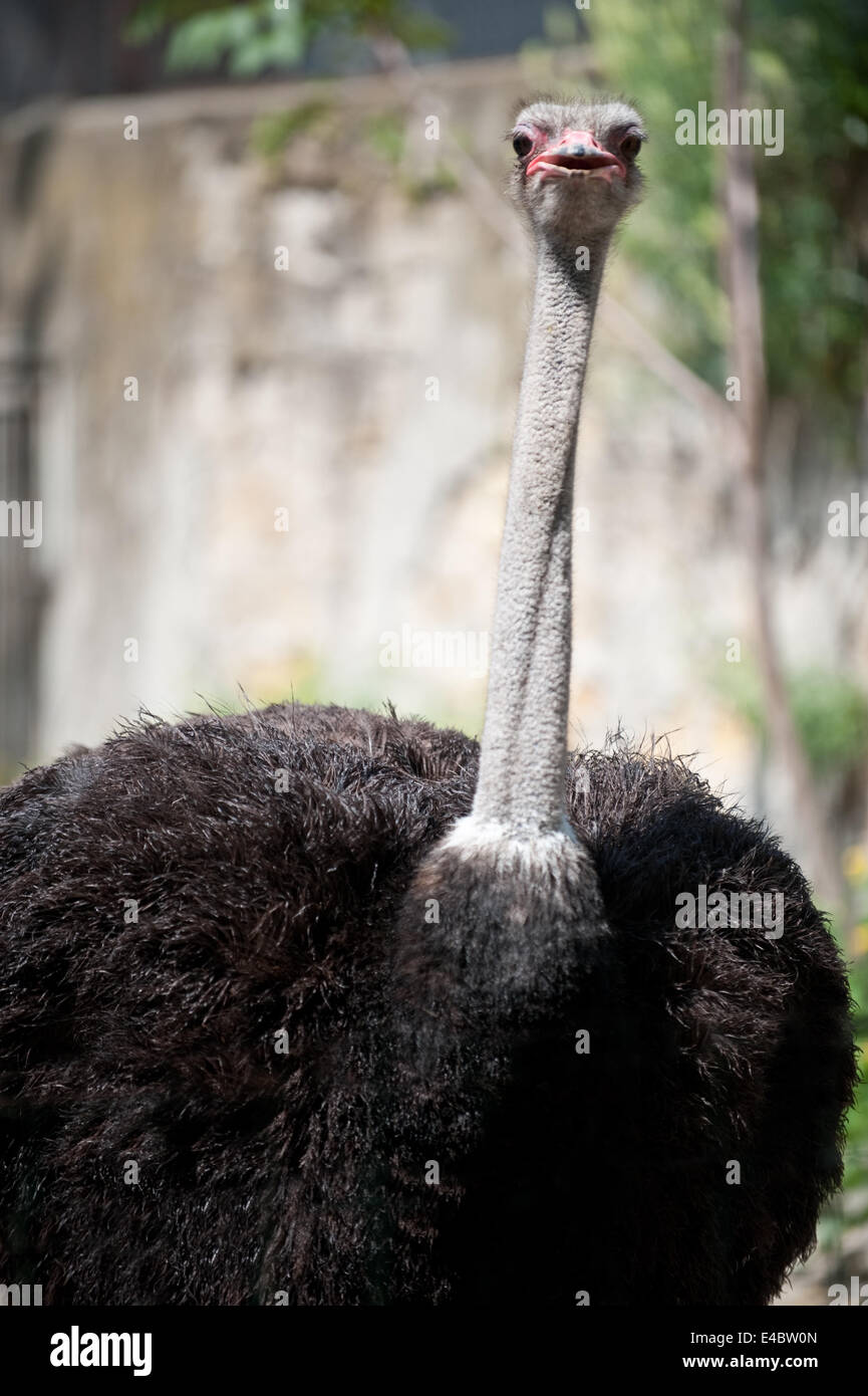 Ostrich pose hi-res stock photography and images - Alamy