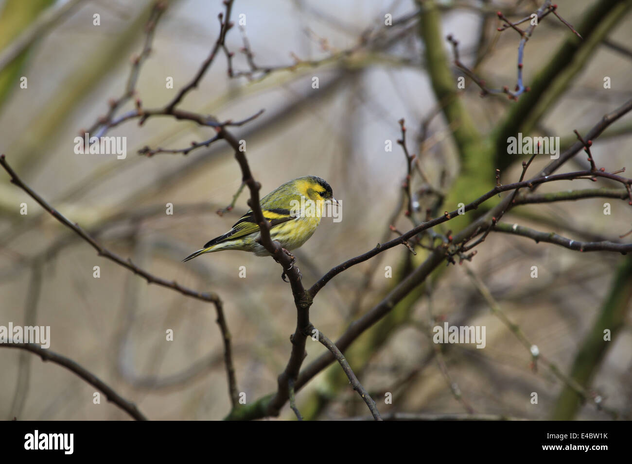 Siskin - Male sitting on a branch Stock Photo - Alamy