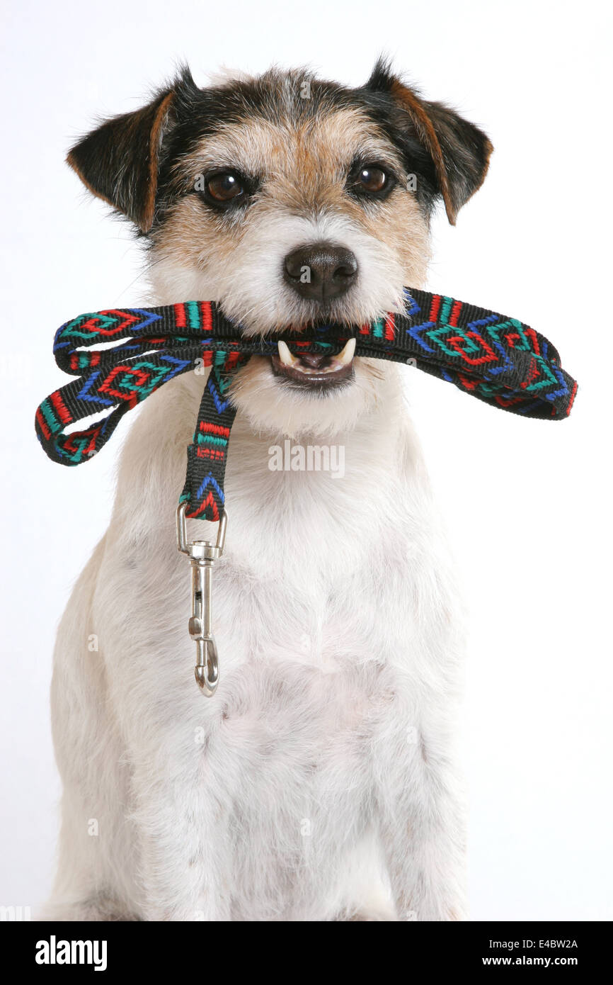 dog with lead Stock Photo - Alamy