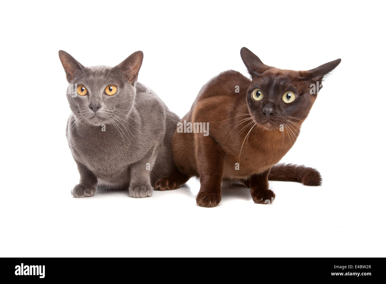 Two domestic brown cats Cut Out Stock Images & Pictures - Alamy