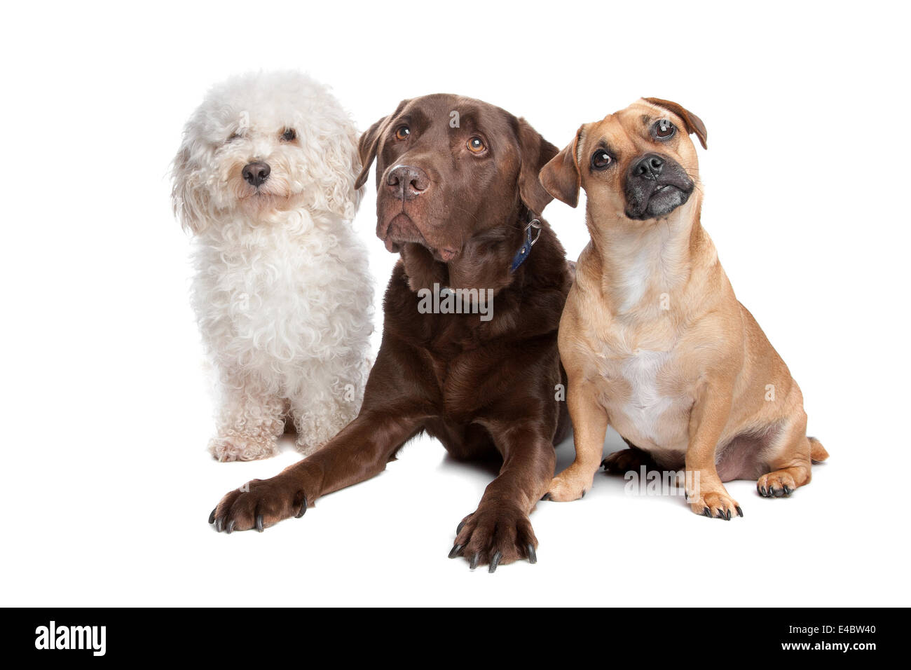 Three labrador dogs Cut Out Stock Images & Pictures - Alamy
