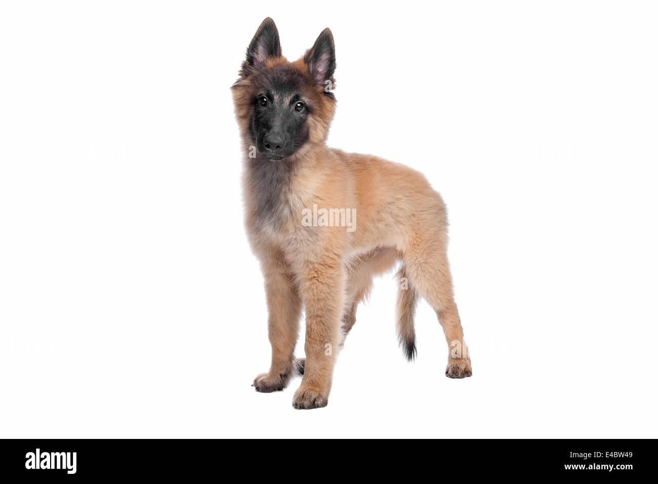 Tervueren shepherd hi-res stock photography and images - Alamy