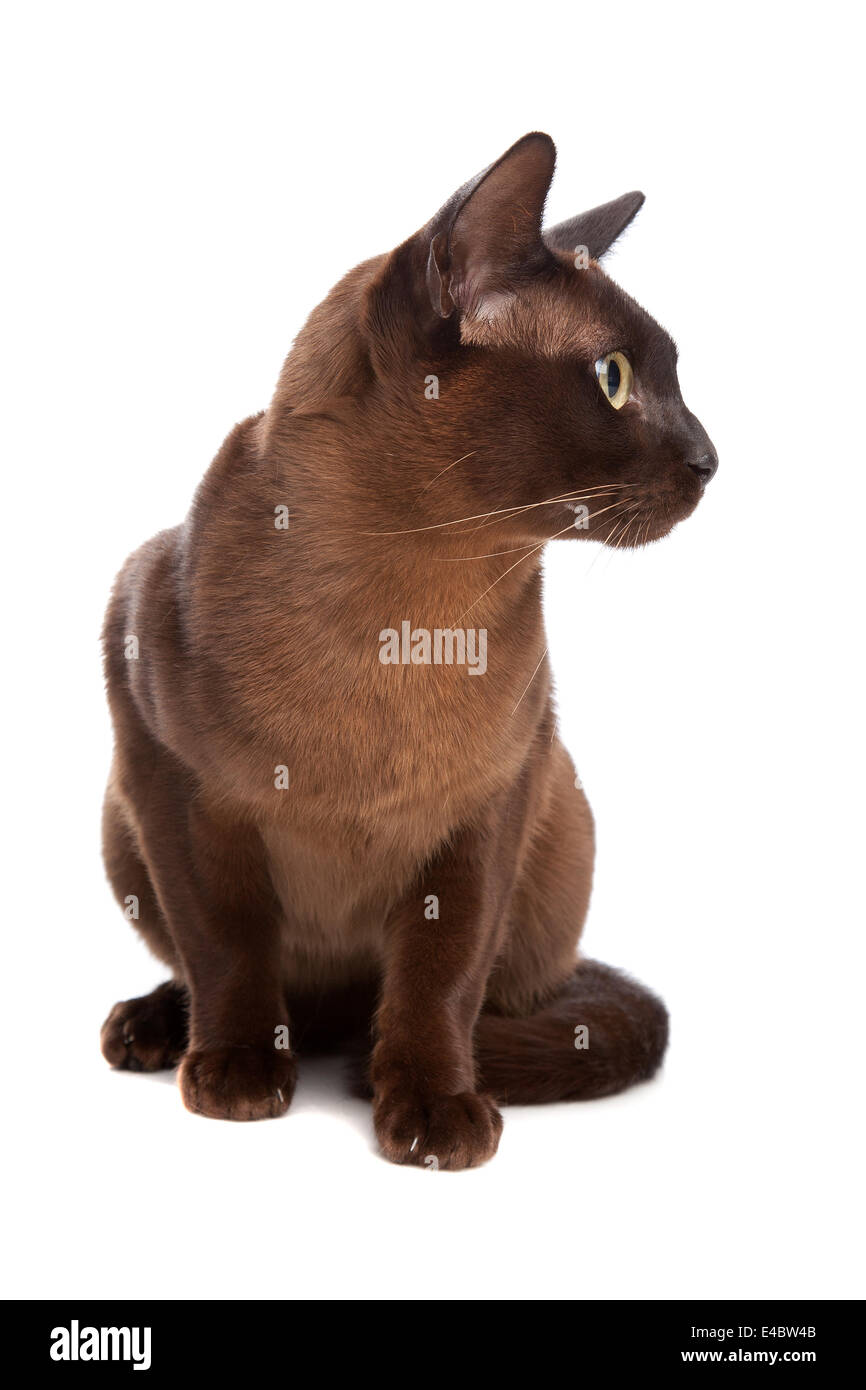 Chocolate burmese cat hi-res stock photography and images - Alamy