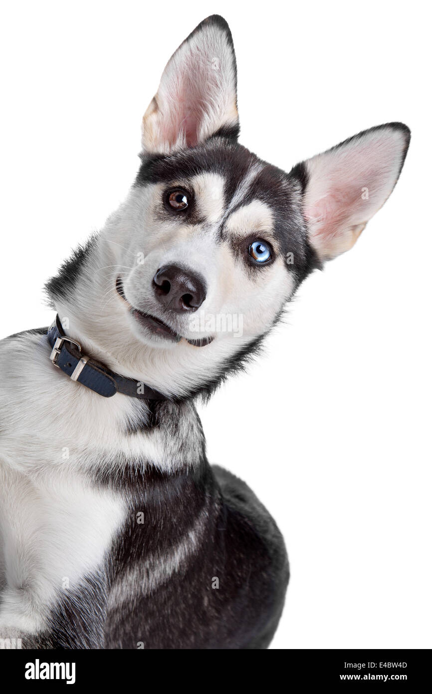 mixed breed dog Stock Photo - Alamy