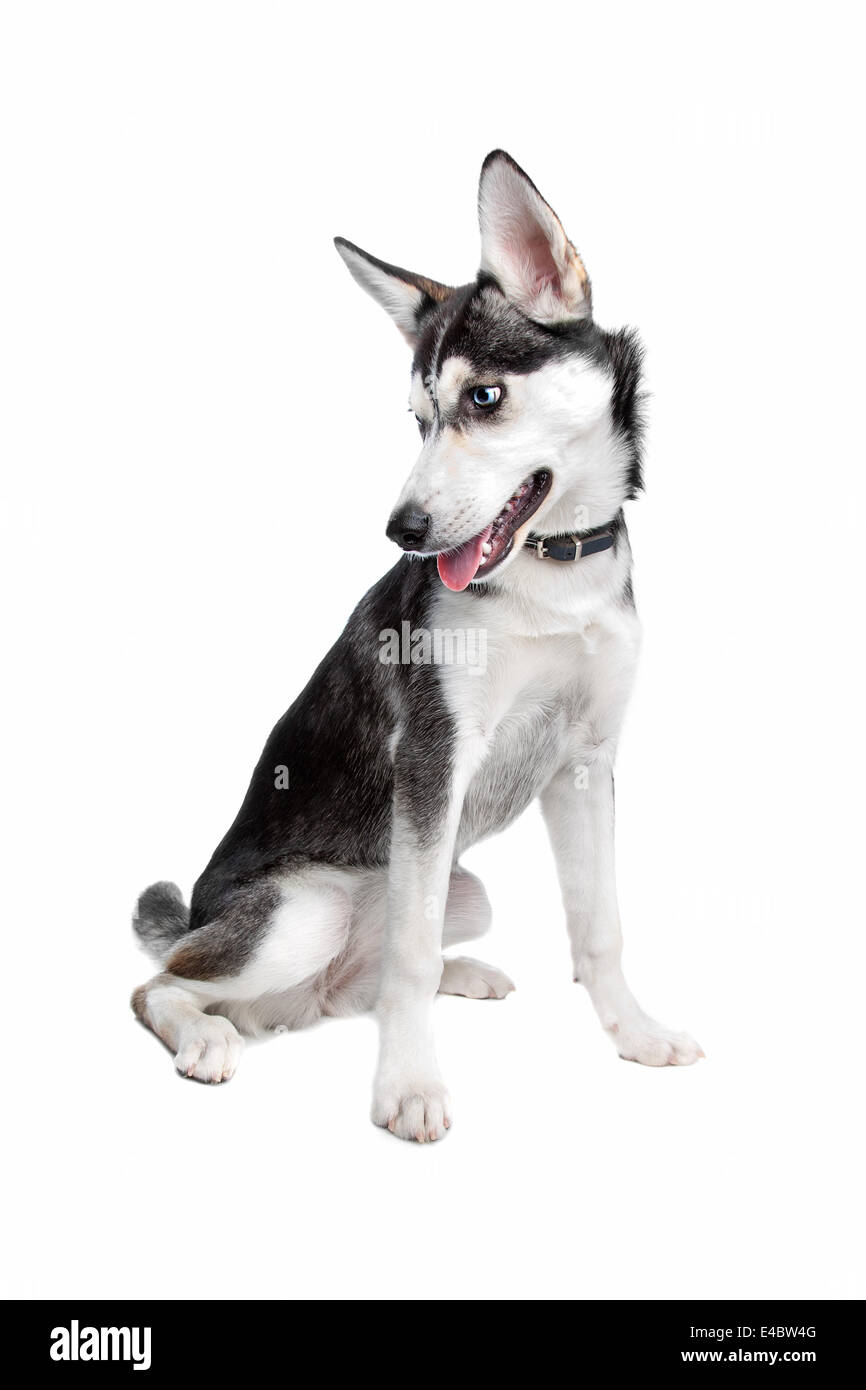 Mudhol Hound Is A Mixed Breed