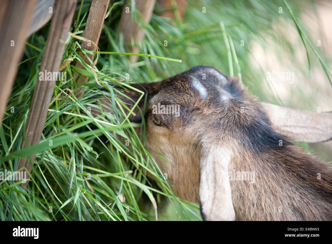 Eating goat hi-res stock photography and images - Alamy