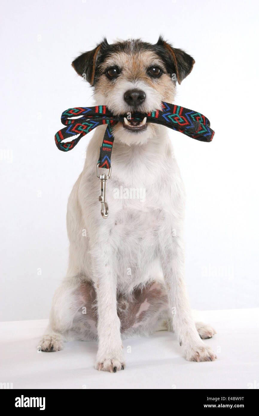 dog with lead Stock Photo - Alamy
