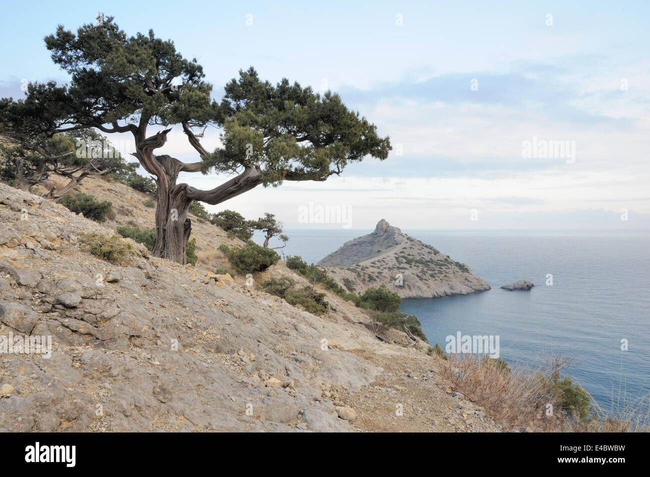 The sea tree hi-res stock photography and images - Alamy