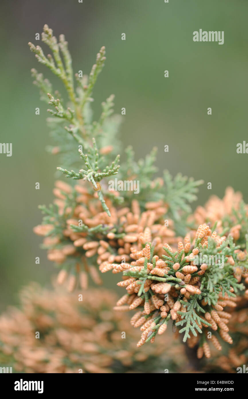 Cypress tree in tropical hi-res stock photography and images - Alamy