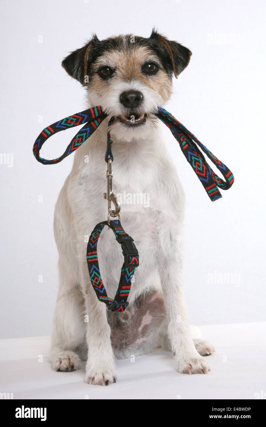 dog with lead Stock Photo - Alamy