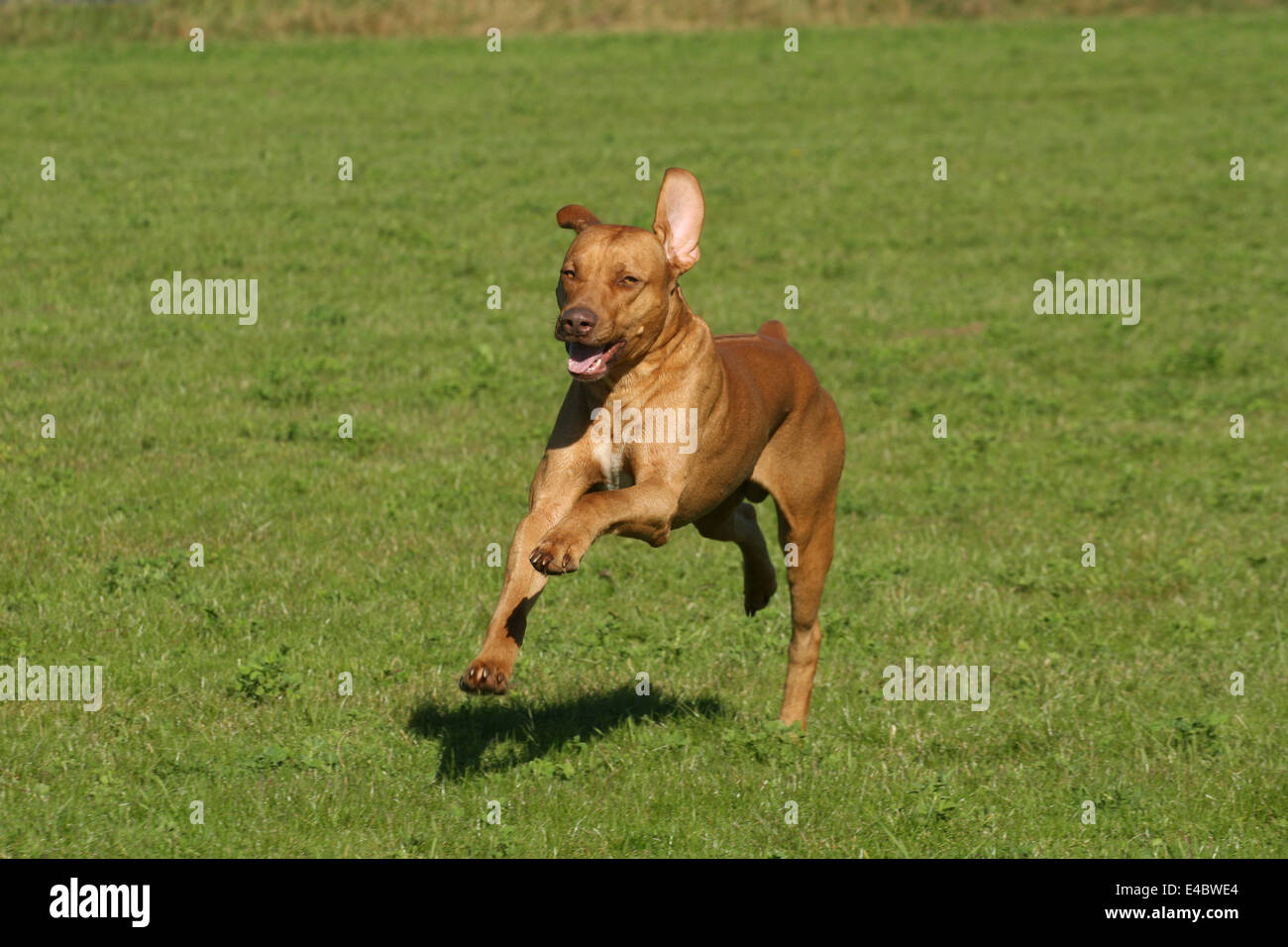 Livernose Rhodesian Ridgeback Stock Photo - Alamy