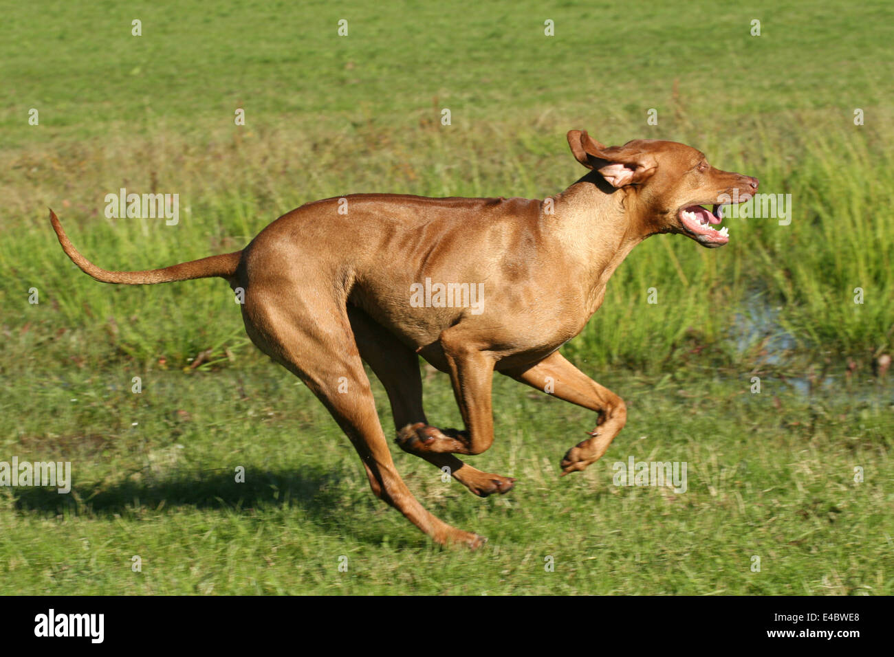 Livernose Rhodesian Ridgeback Stock Photo - Alamy