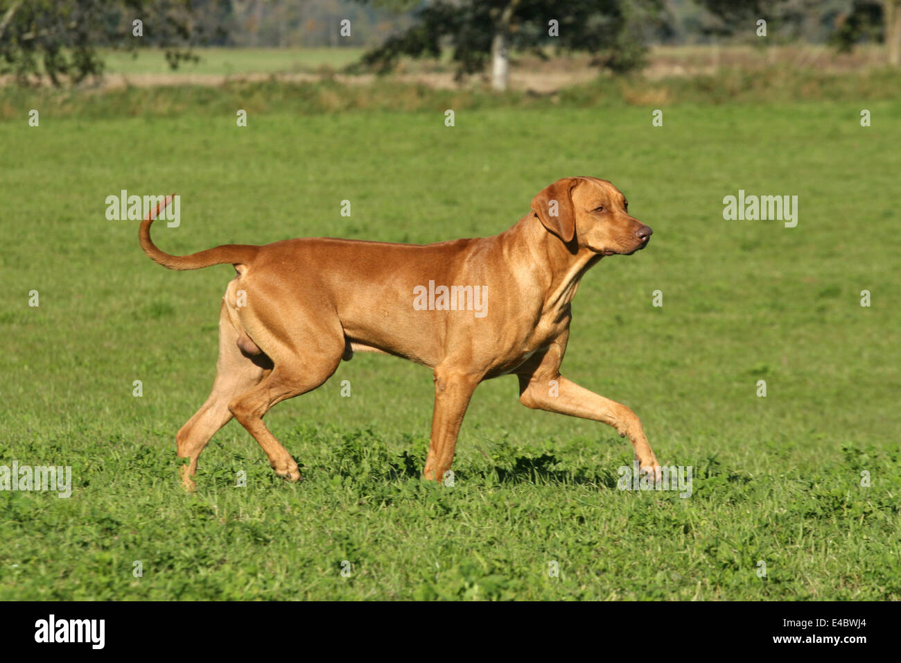 Livernose Rhodesian Ridgeback Stock Photo - Alamy