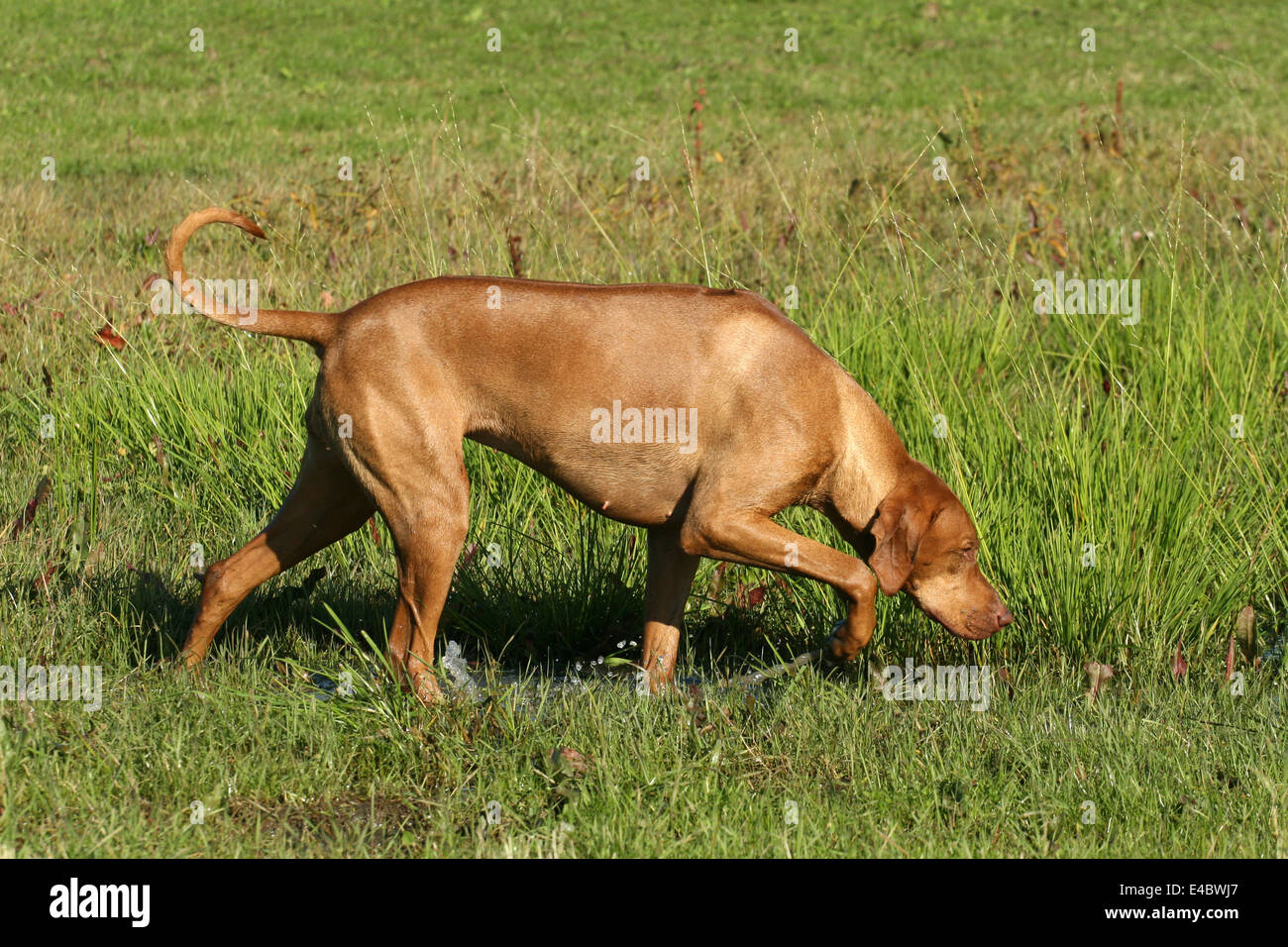Livernose Rhodesian Ridgeback Stock Photo - Alamy