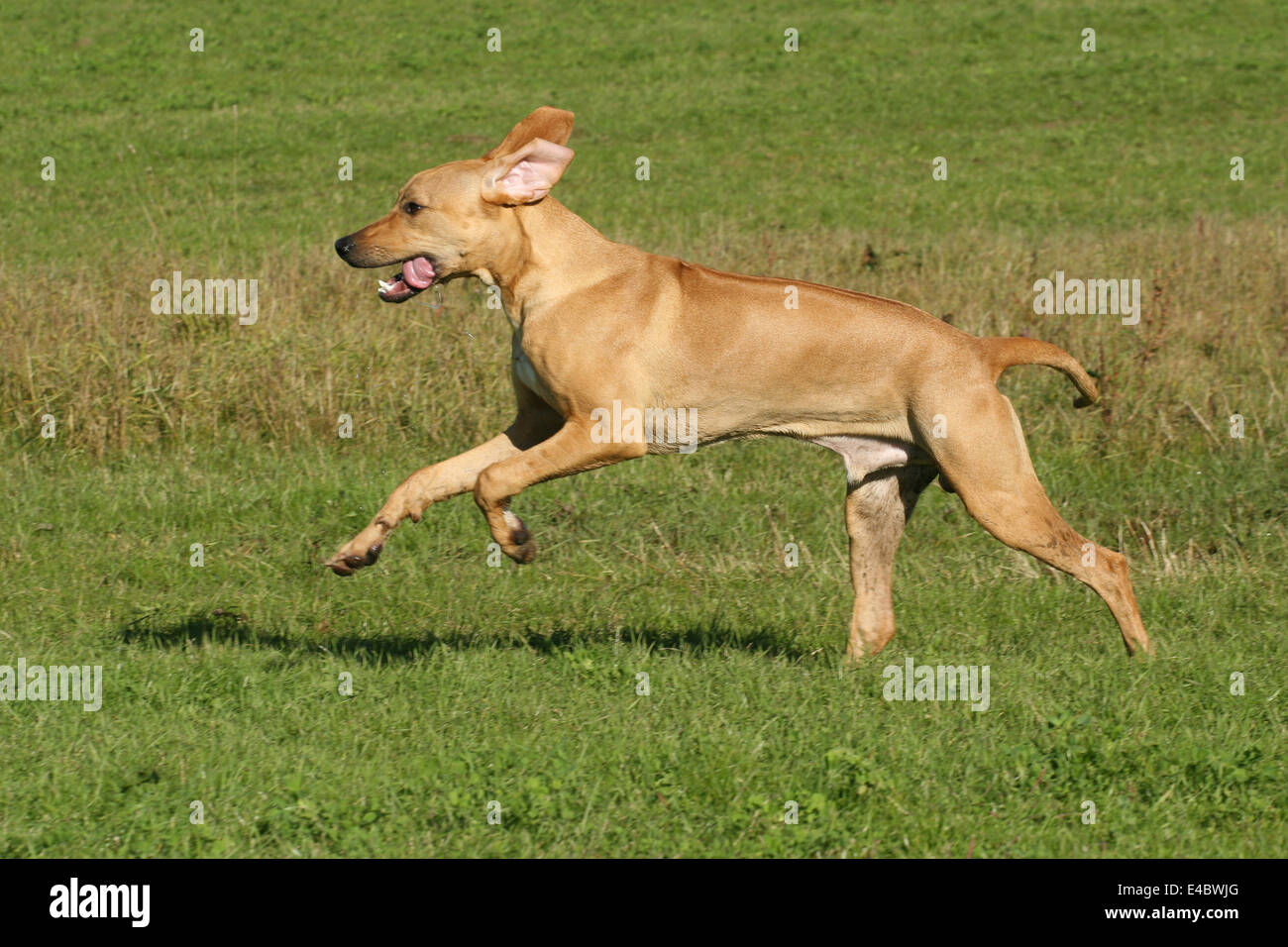 running Rhodesian Ridgeback Stock Photo - Alamy