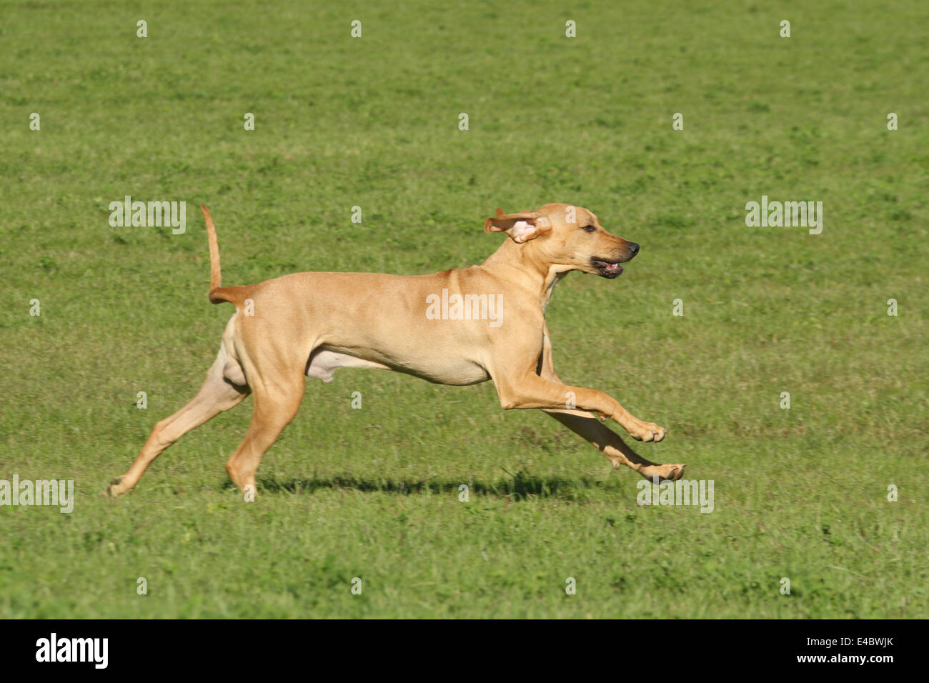 running Rhodesian Ridgeback Stock Photo - Alamy