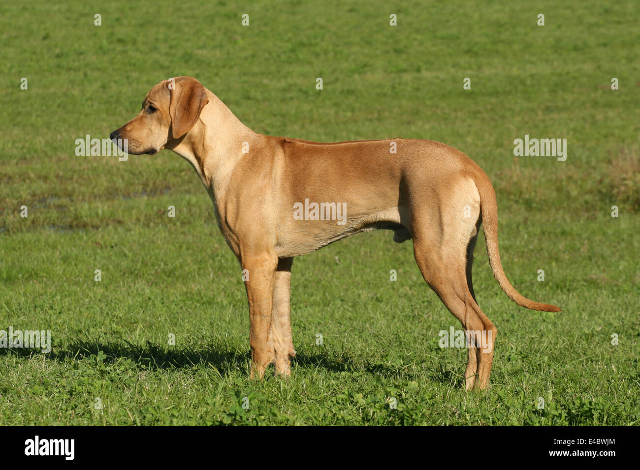 South african ridgeback hi-res stock photography and images - Alamy