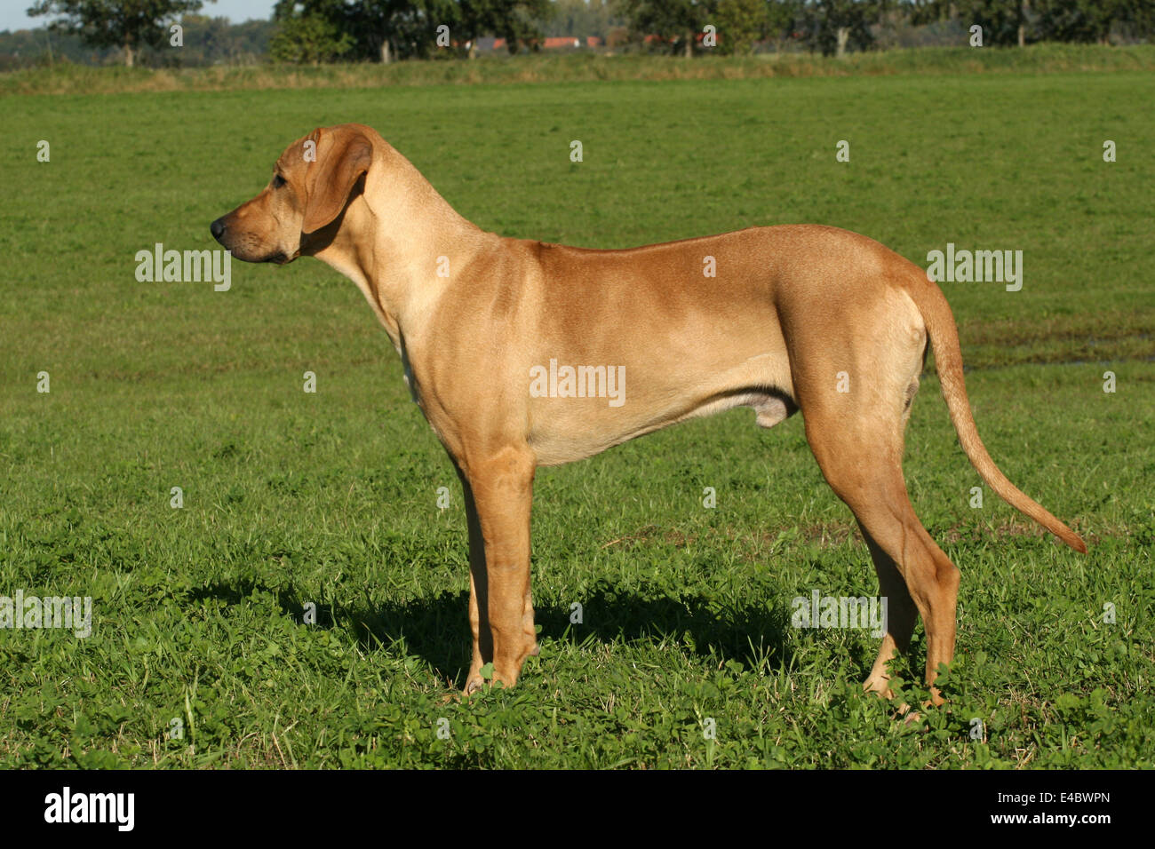 Rhodesian ridgeback livernose hi-res stock photography and images - Alamy