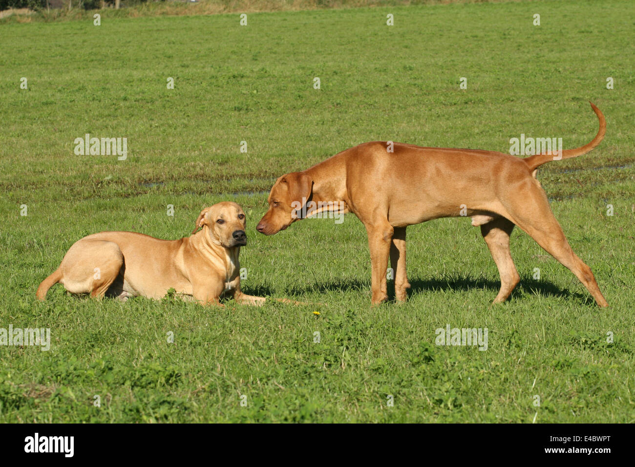 Rhodesian ridgeback livernose hi-res stock photography and images - Alamy