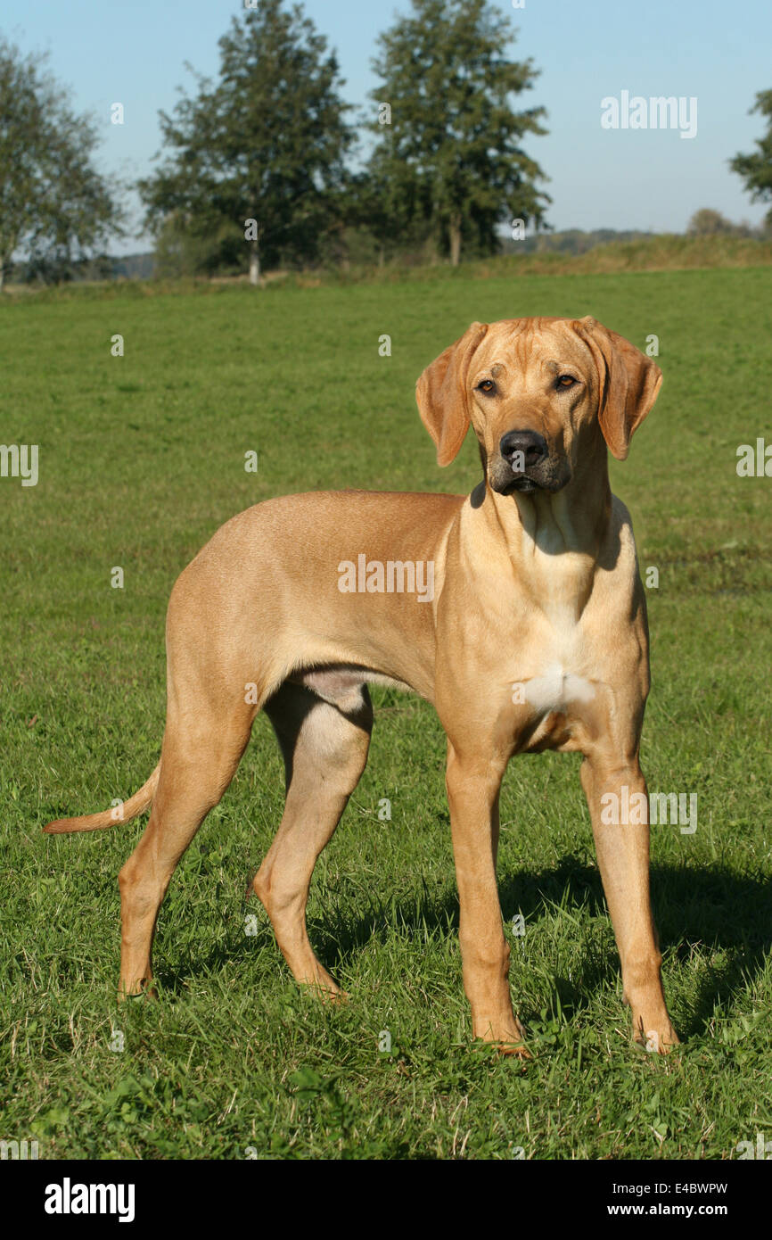 Rhodesian ridgeback livernose hi-res stock photography and images - Alamy