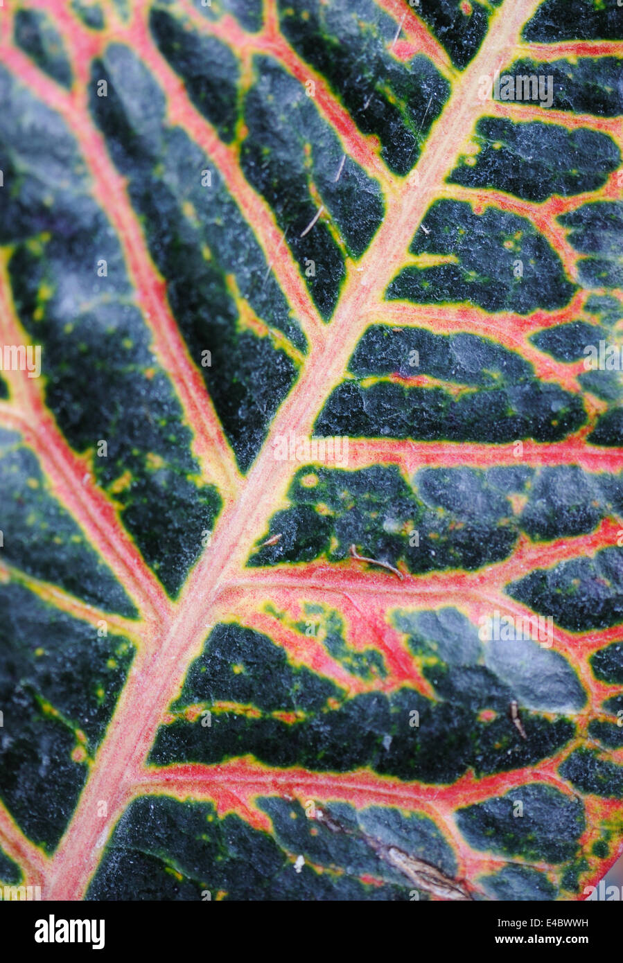 Leafy abstract texture hi-res stock photography and images - Alamy