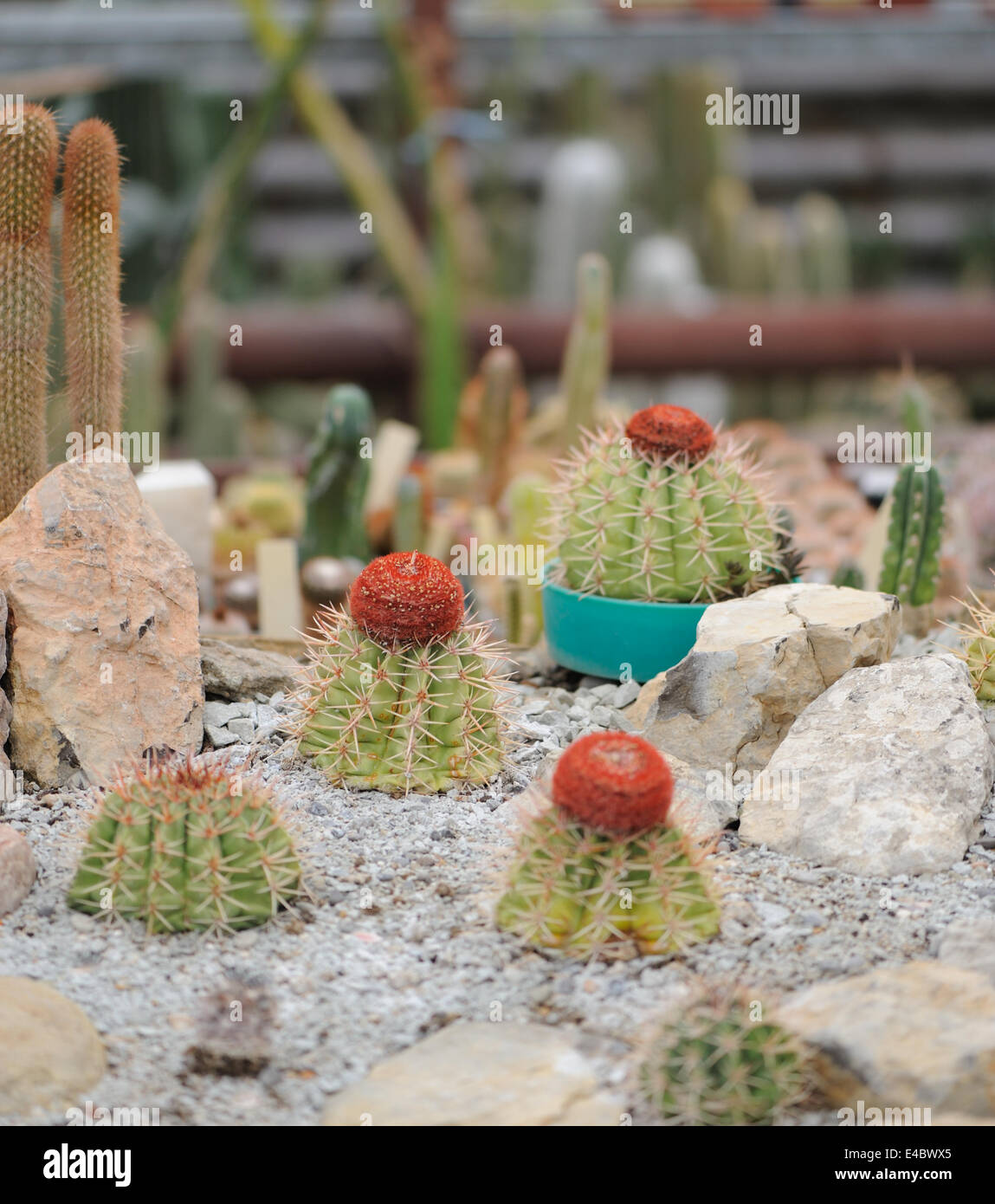 Set of cactus hi-res stock photography and images - Alamy