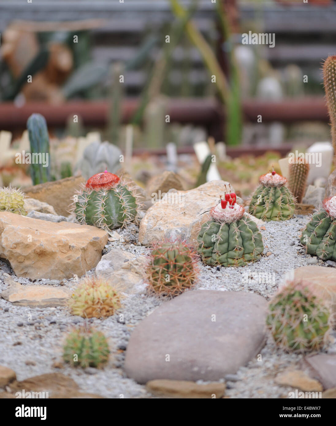 Set cactus hi-res stock photography and images - Alamy