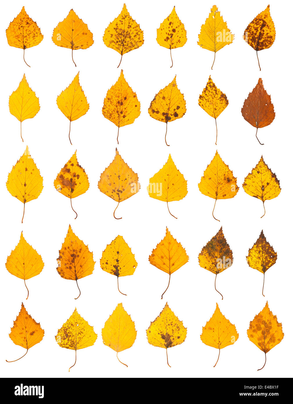Beautiful yellow leaves background Cut Out Stock Images & Pictures - Alamy