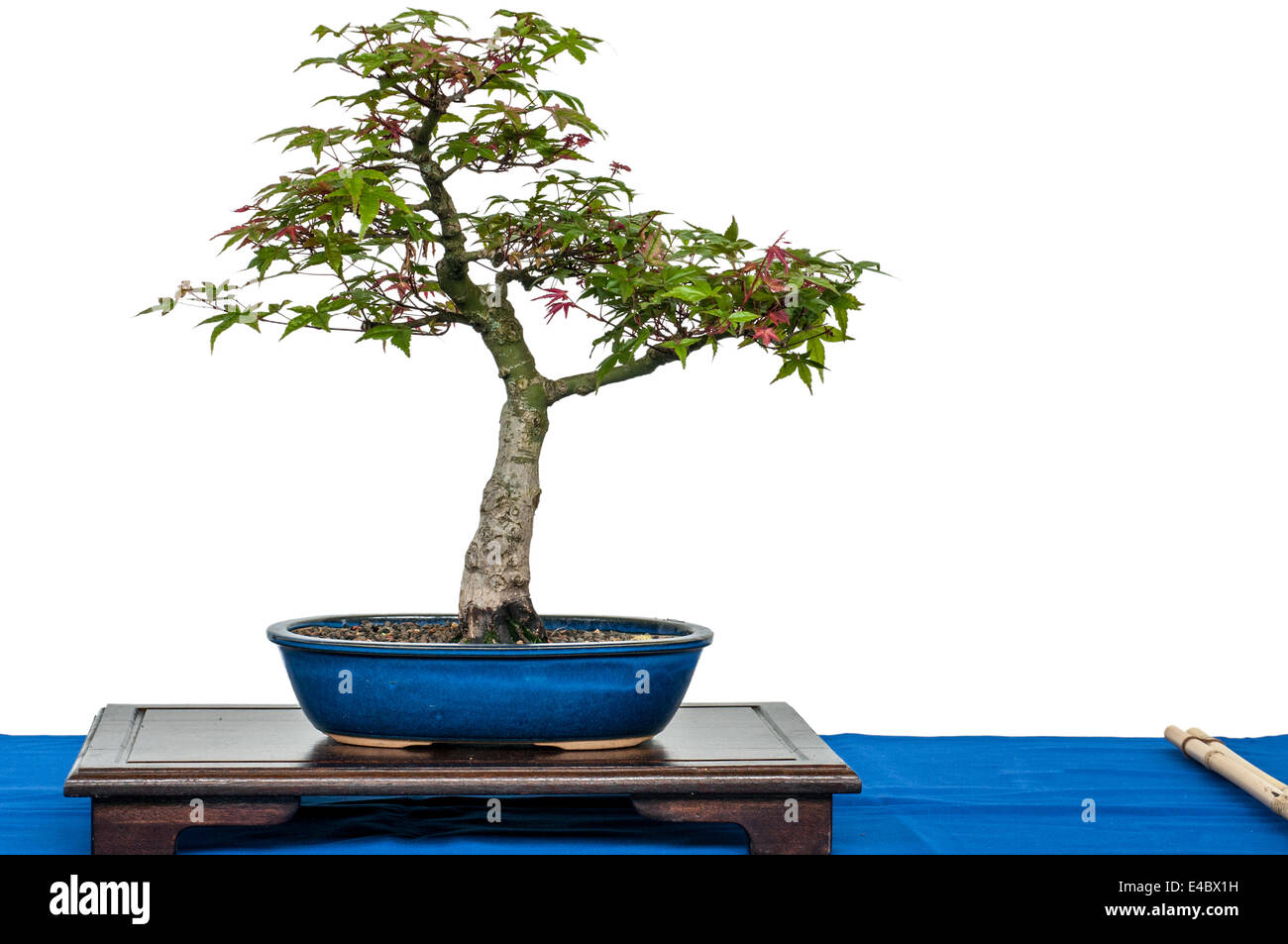 Bonsai japanese maple tree hi-res stock photography and images - Alamy