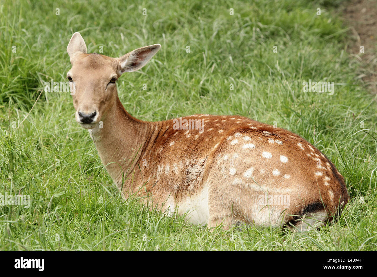 Deer herd forest scotland hi-res stock photography and images - Alamy