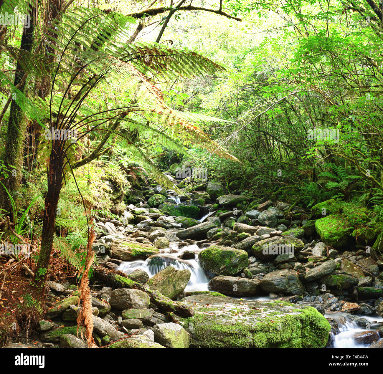 Native to australasia hi-res stock photography and images - Alamy