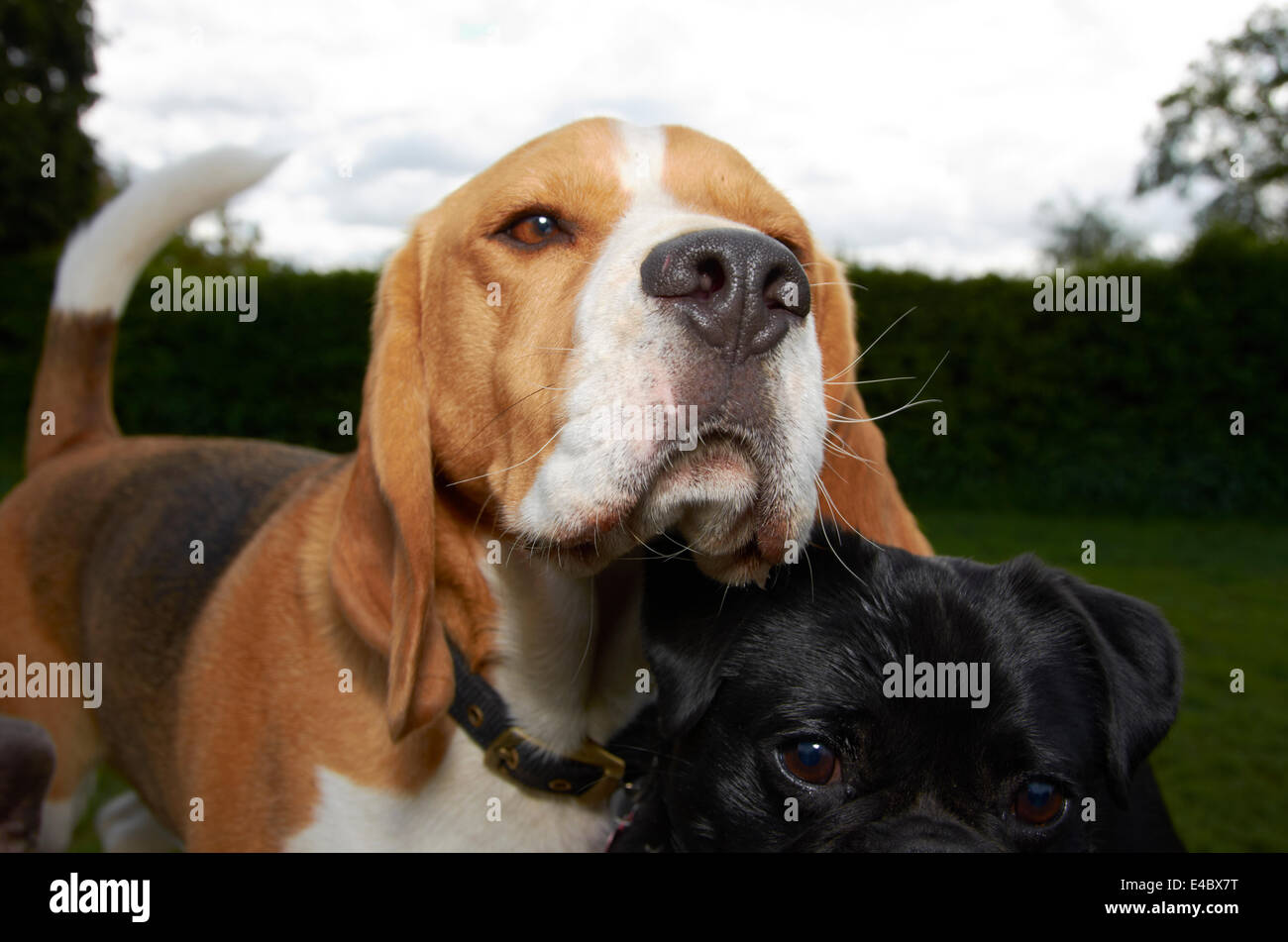 dogs playing in a field Stock Photo - Alamy