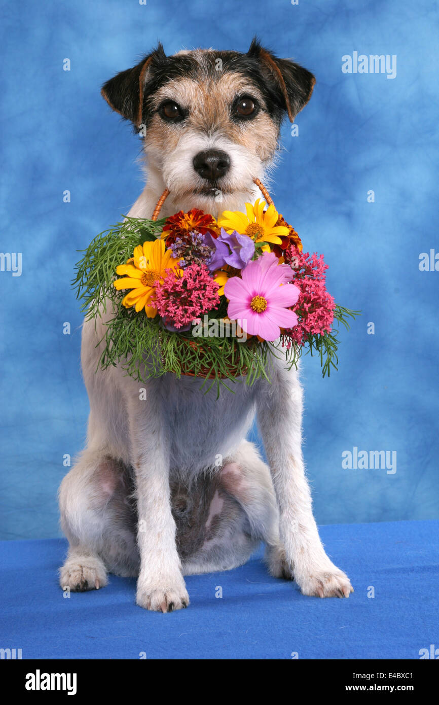 Parson Russell Terrier with flower basket Stock Photo - Alamy