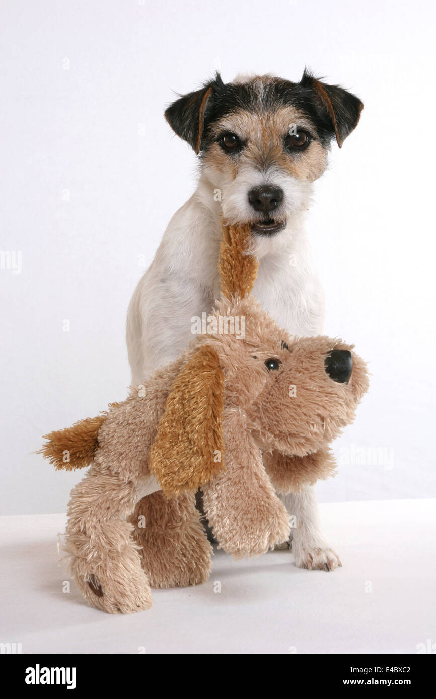 Parson Russell Terrier with stuffed animal in mouth Stock Photo - Alamy
