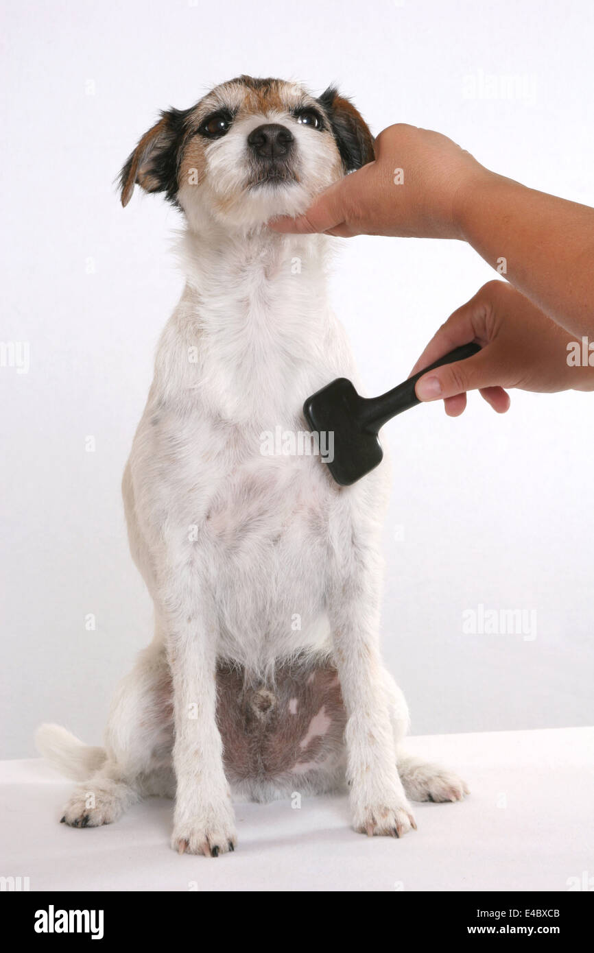 combing a dog Stock Photo - Alamy