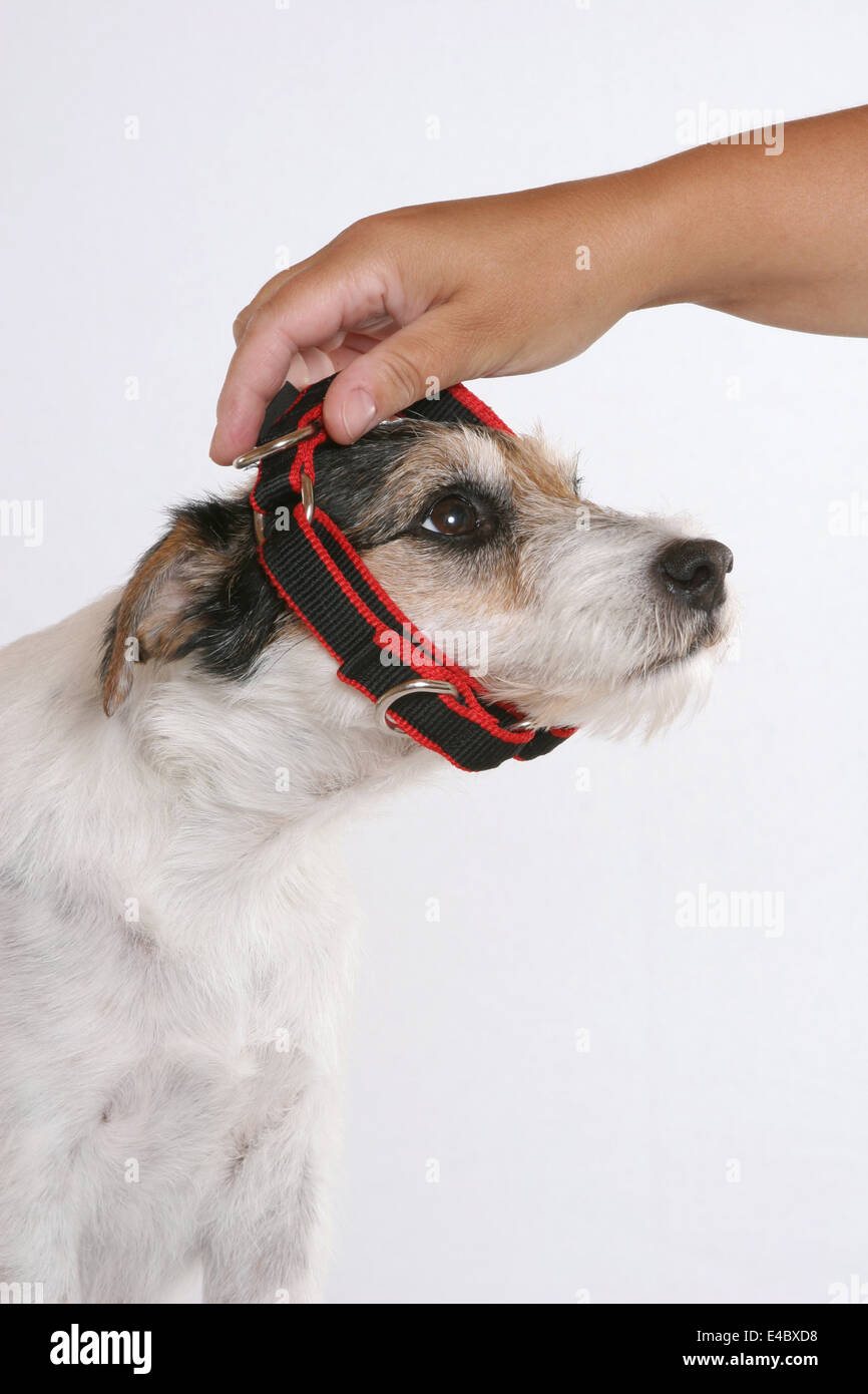Collared dog hi-res stock photography and images - Alamy