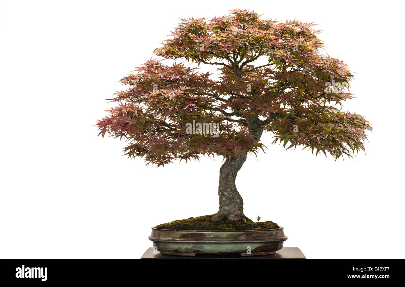 Bonsai japanese maple tree hi-res stock photography and images - Alamy