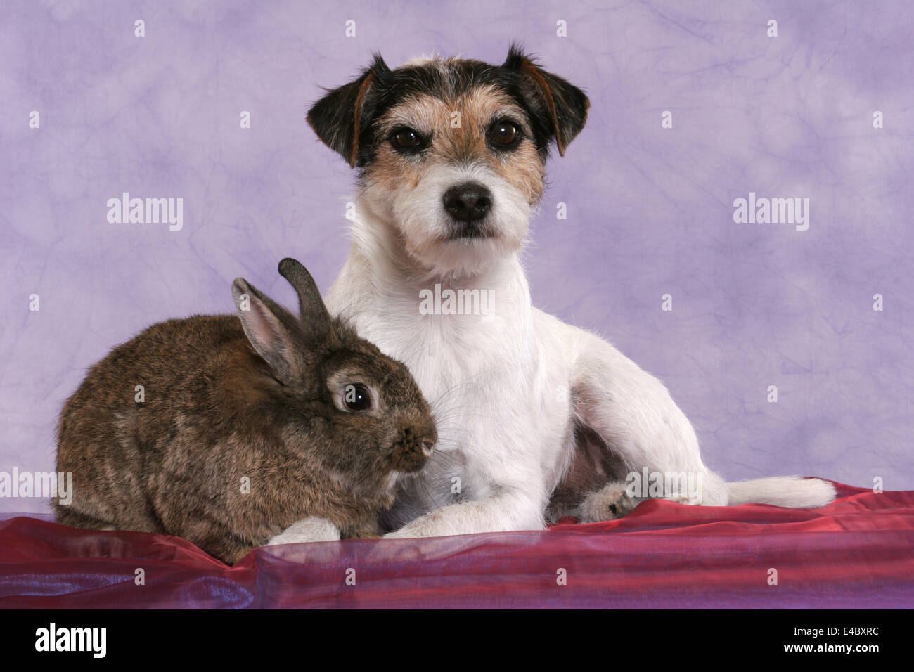 dog & rabbit Stock Photo - Alamy