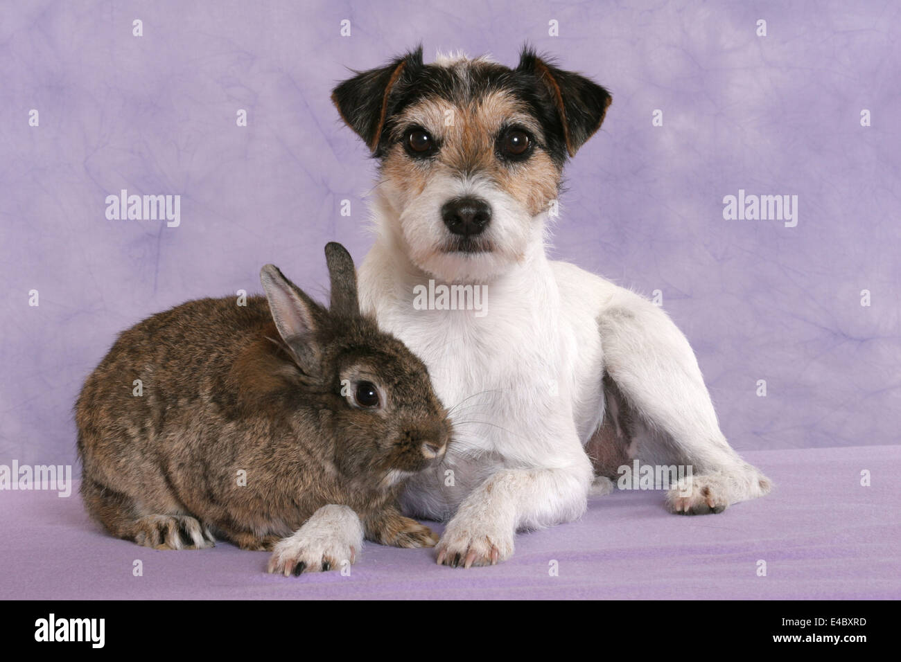 dog & rabbit Stock Photo - Alamy