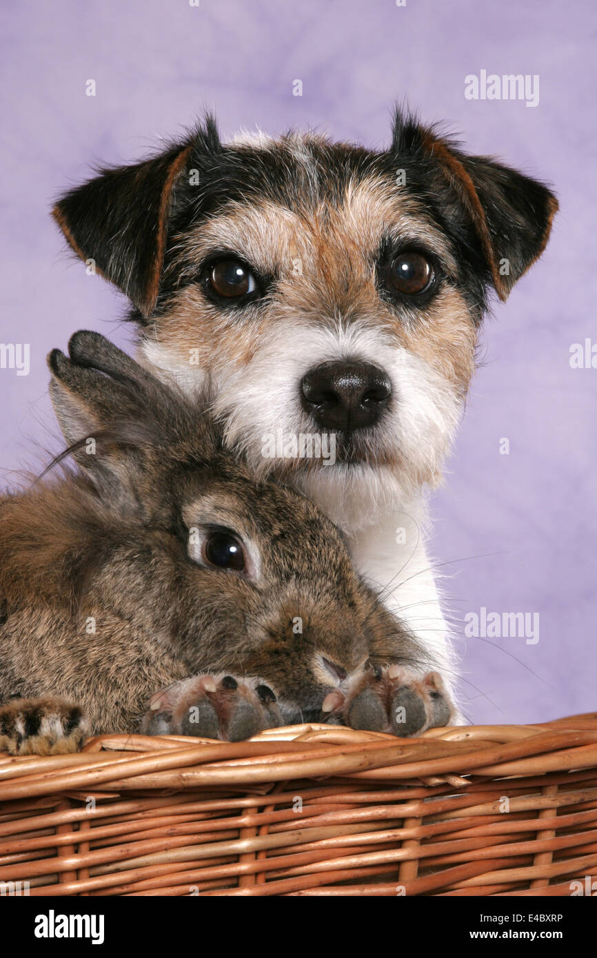 dog & rabbit Stock Photo - Alamy