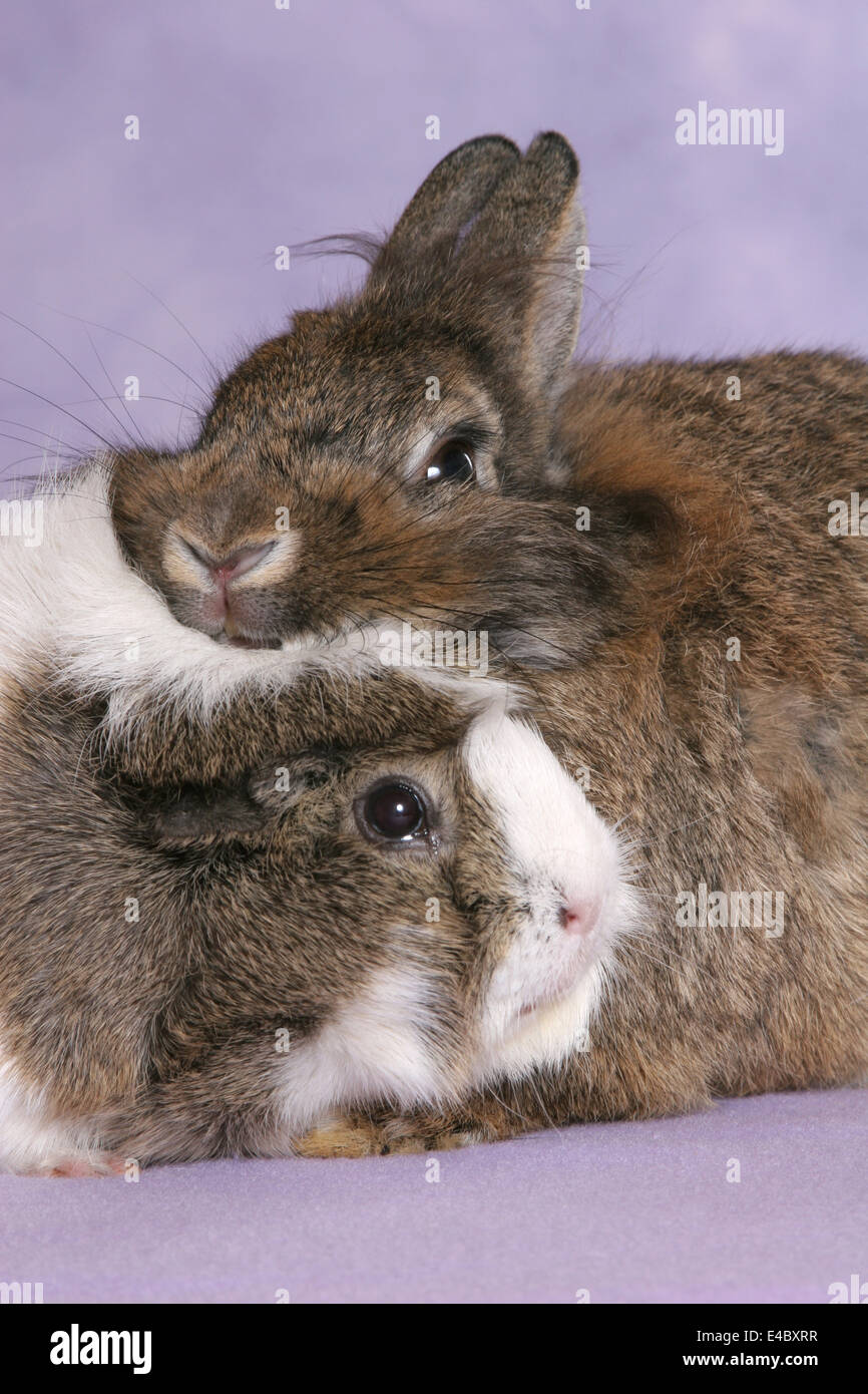 Two dwarf rabbits guinea pig hi-res stock photography and images - Alamy